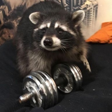 NoxyD | Hypixel Forums