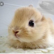 Guide - Dwarven Mines Fetchur Quest Guide | Hypixel Forums