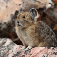 how much mining speed do you need to insta-mine hardstone | Hypixel Forums