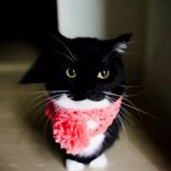 HYTALE IS DEAD | Hypixel Forums