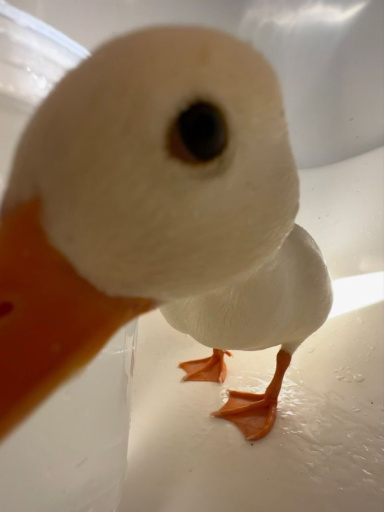 ouo_duck | Hypixel Forums