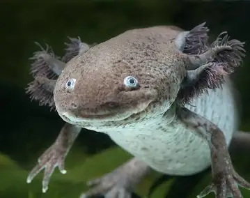 ulio | Hypixel Forums